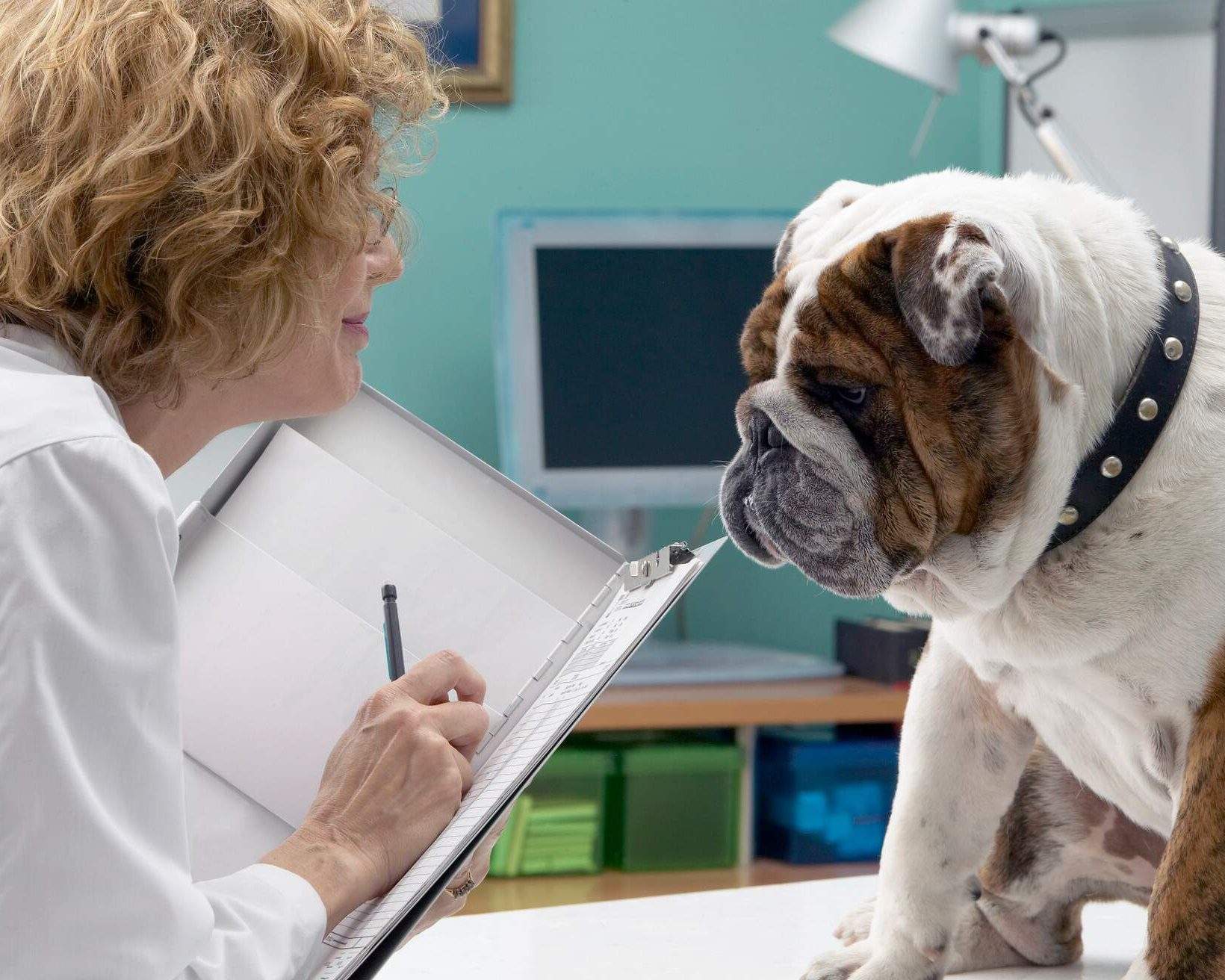 Consejos para ir de senderismo con tu perro | KAYAK