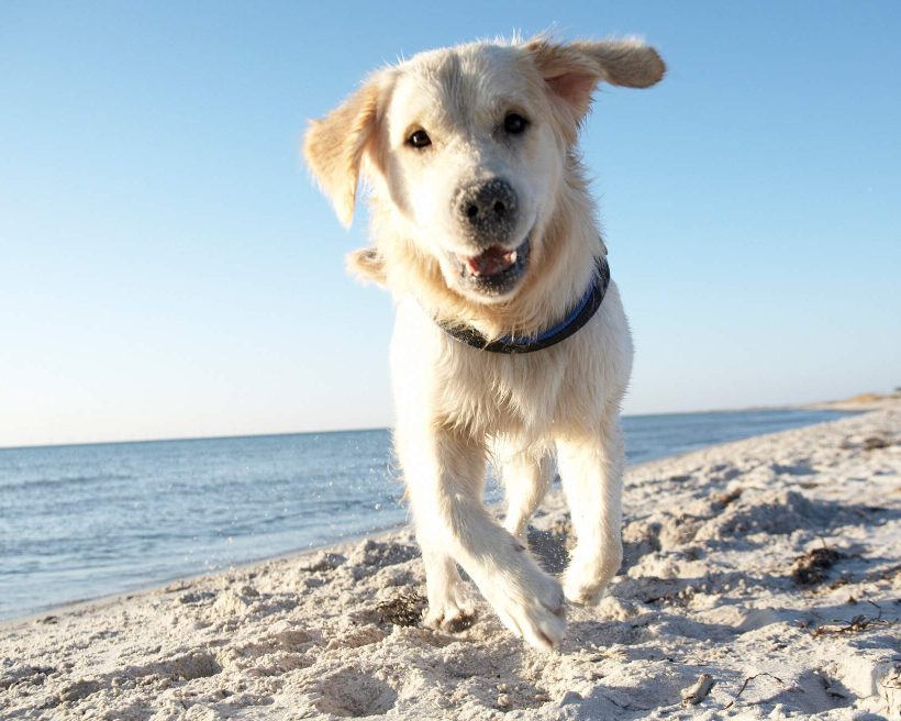Consejos para ir con perro a la playa | KAYAK