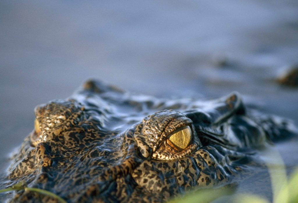 Animales de Australia: raros y maravillosos | KAYAK