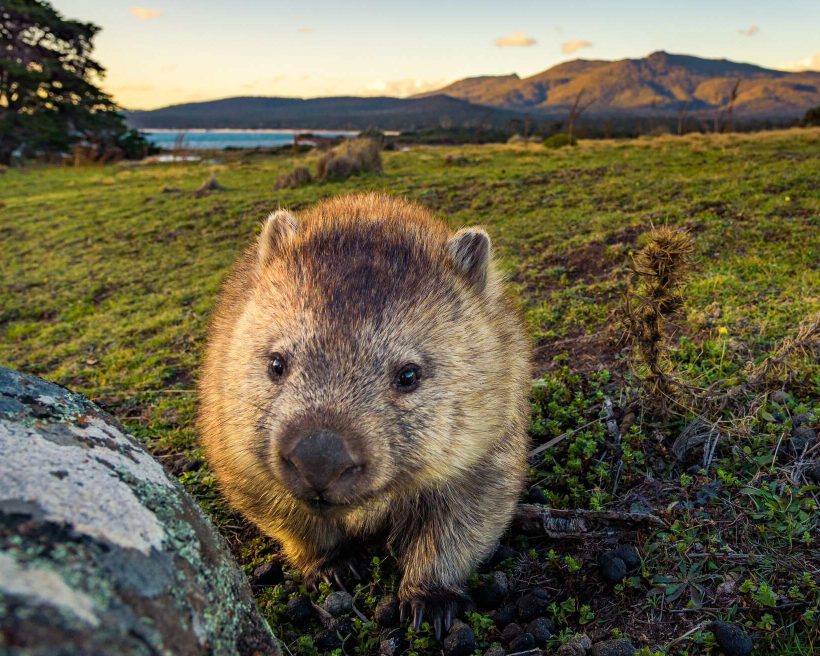 Animales de Australia: raros y maravillosos | KAYAK