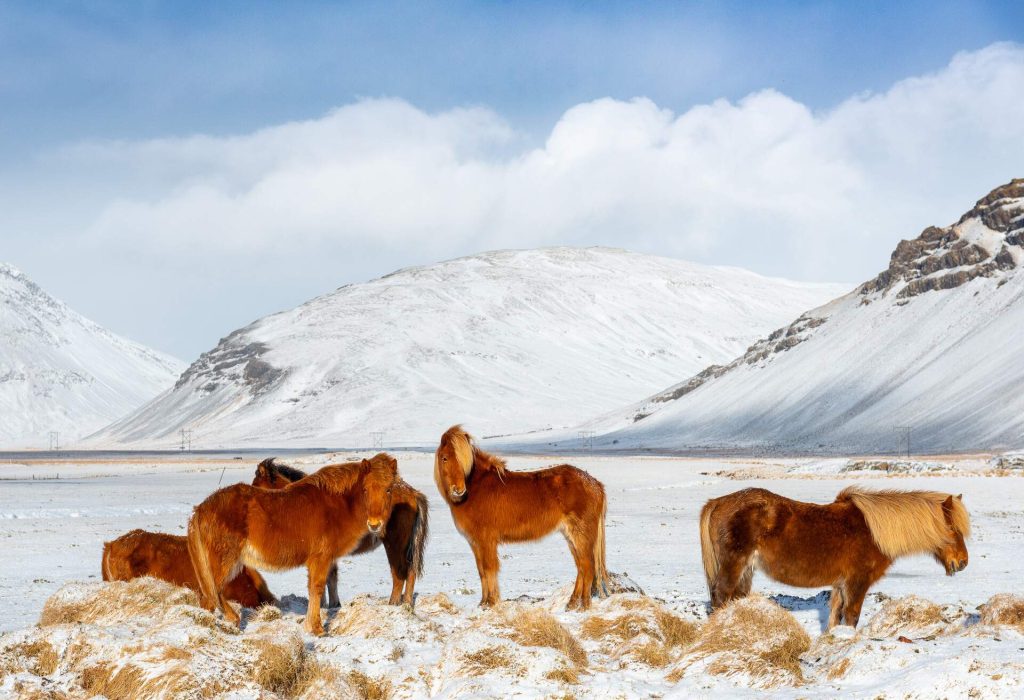 Mejor época para viajar a Islandia: el clima por estación | KAYAK
