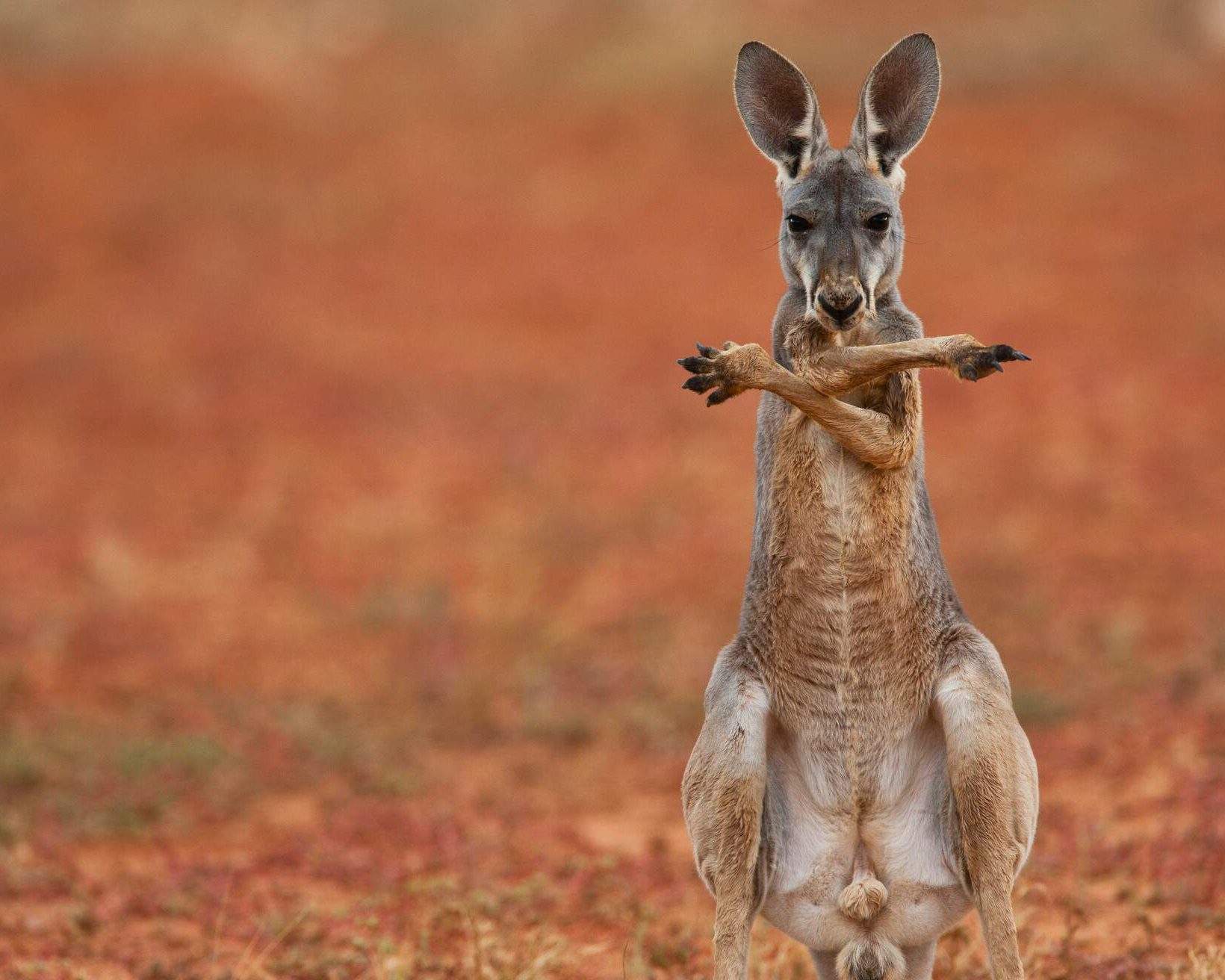 Animales de Australia: raros y maravillosos | KAYAK